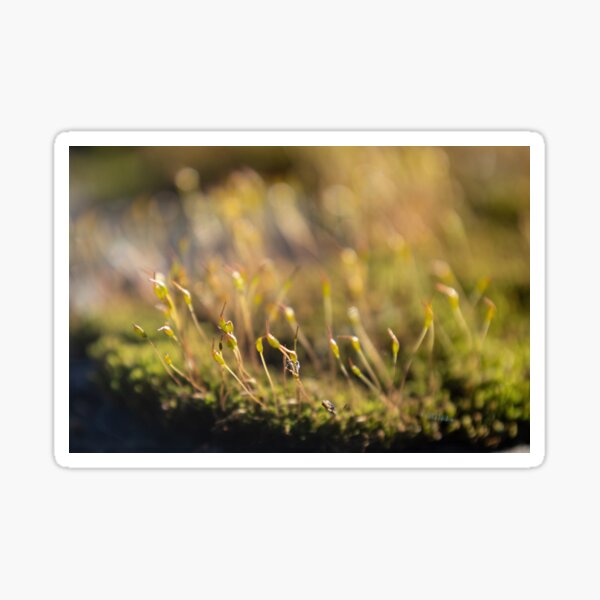 "Moss with Spore Capsules" Sticker by steffik | Redbubble