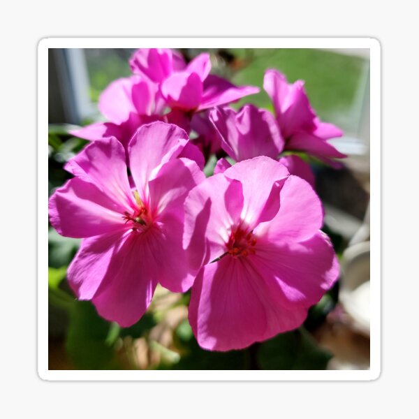 "Geranium " Sticker for Sale by bobewing | Redbubble