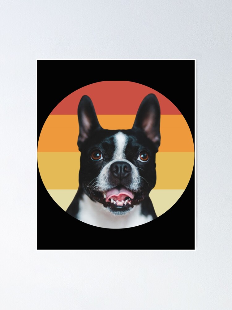 "boston terrier vintage retro face dog " Poster for Sale by PEERASAKART ...