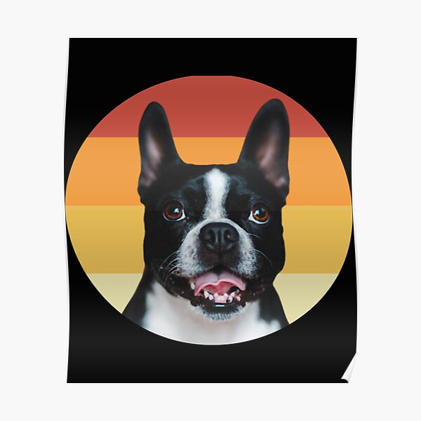 "boston terrier vintage retro face dog " Poster for Sale by PEERASAKART ...
