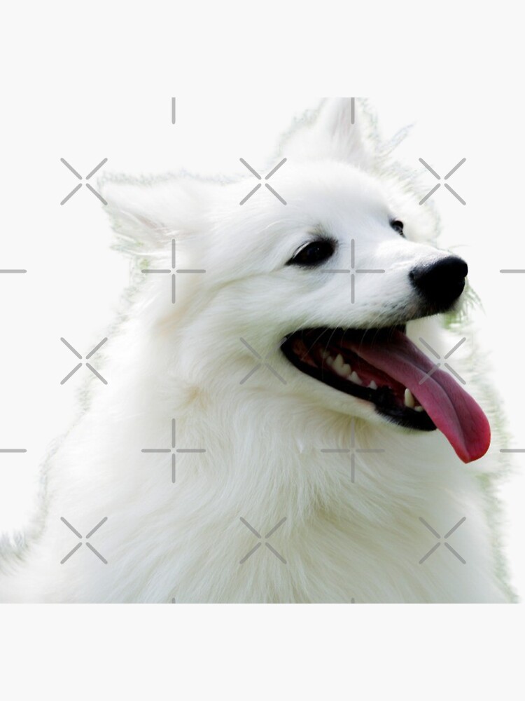 "japanese spitz" Sticker by Stratoguayota | Redbubble