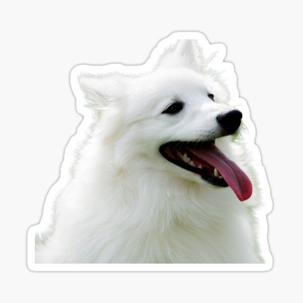 "japanese spitz" Sticker by Stratoguayota | Redbubble
