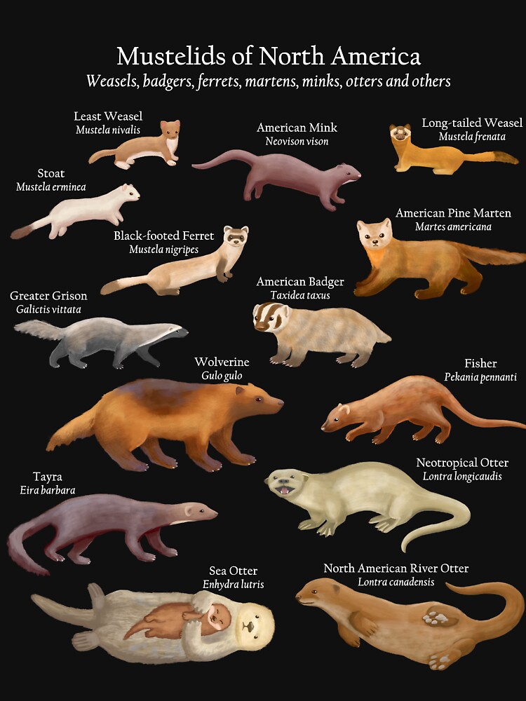 Mustelids of North America (Weasels, Otters, Mink and More) | Classic T ...