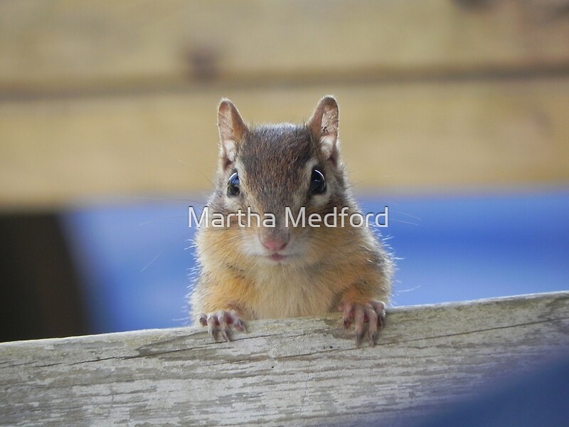 "Chipmunk Pose" by Martha Medford | Redbubble