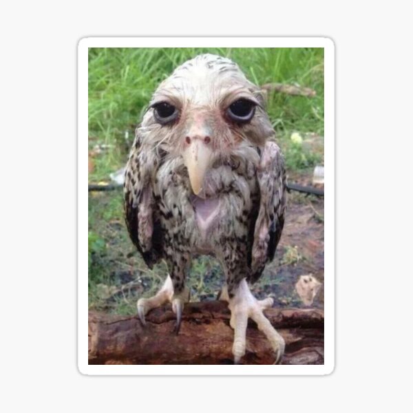 "Funny Wet Owl Meme" Sticker by ArtLimitless | Redbubble