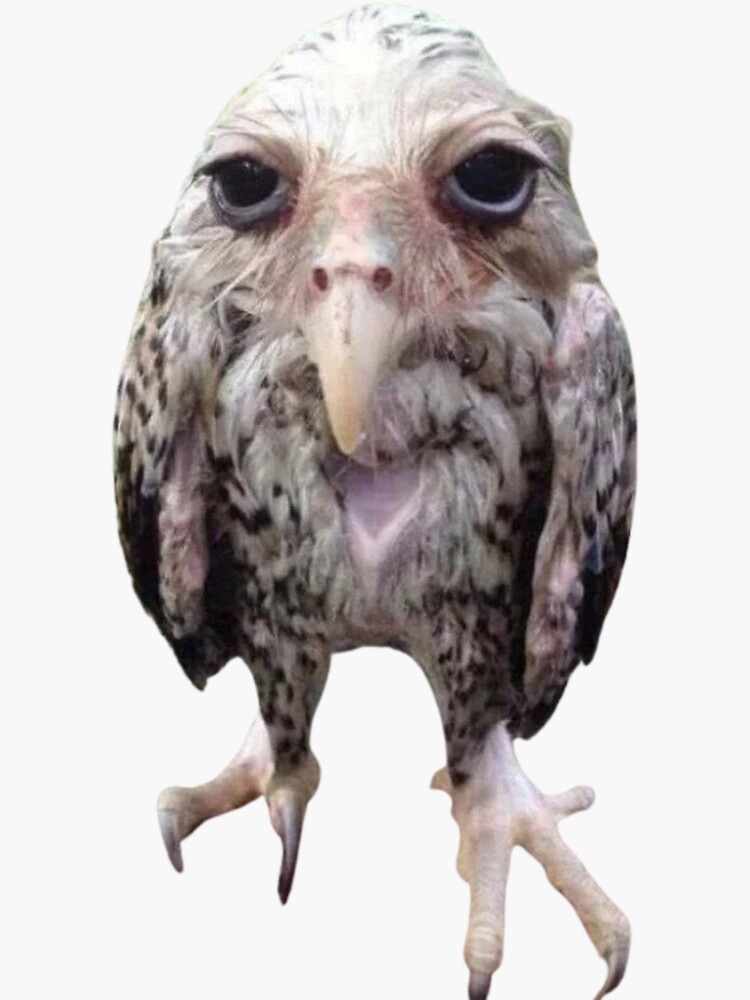 "Wet Owl Meme" Sticker for Sale by ArtLimitless | Redbubble