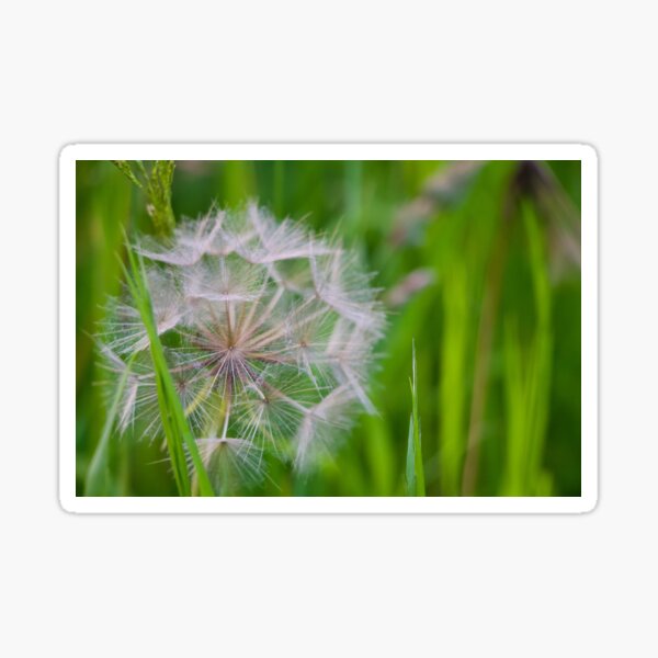 "Salsify Puffball" Sticker for Sale by aeonWAVE | Redbubble