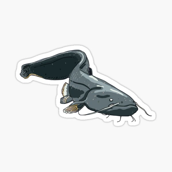 "Wels catfish (Silurus glanis)" Sticker by Meri-linn | Redbubble
