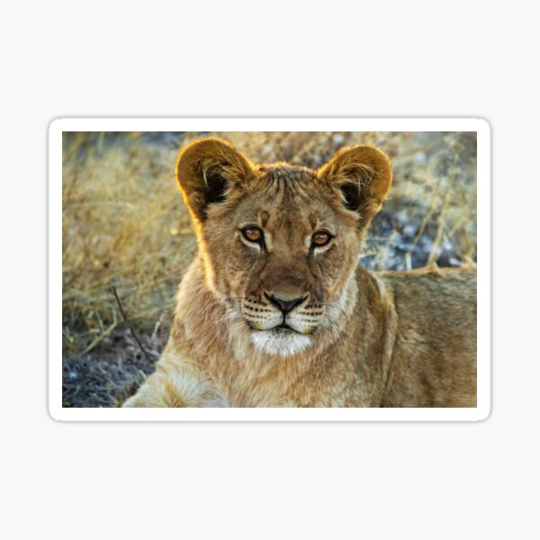 "Kalahari Lion Cub" Sticker for Sale by KayBrewer | Redbubble