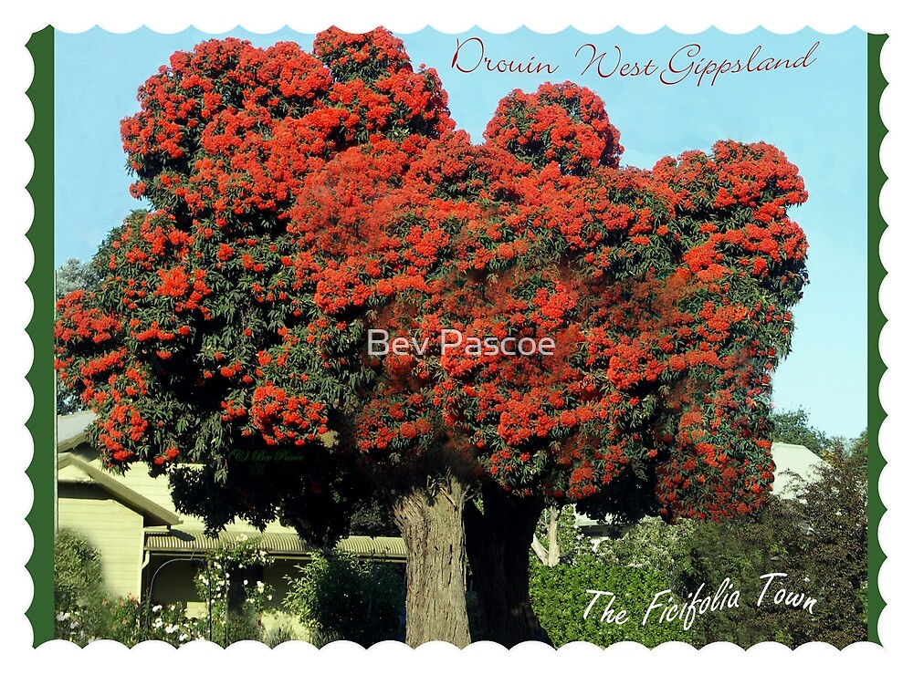 "Red Ficifolia Tree, Princes Way Drouin" by Bev Pascoe | Redbubble