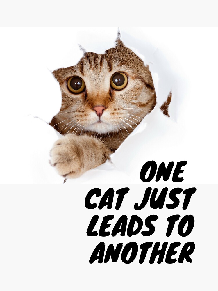 "Funny Cat With Quote" Sticker for Sale by AkSeller | Redbubble