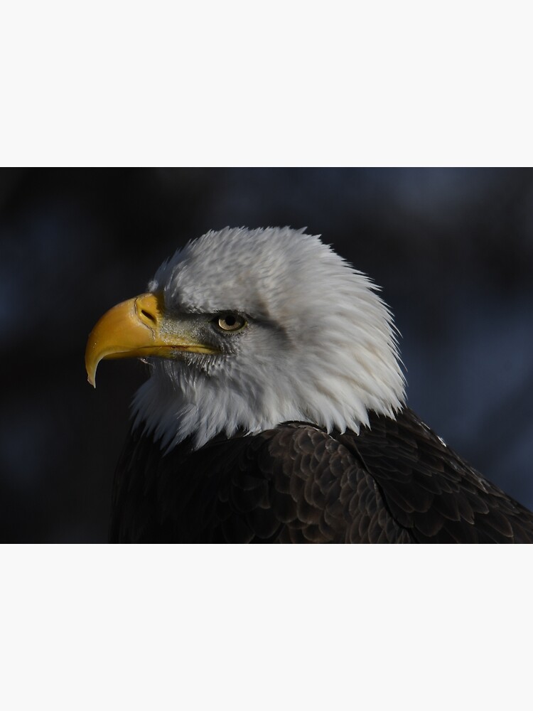 "Regal Eagle" Poster for Sale by KimPruim22 | Redbubble