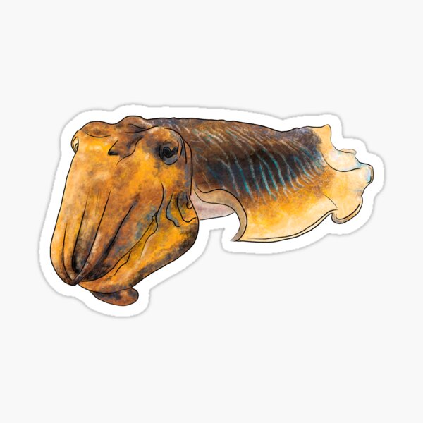 "Ocean Life Cuttlefish" Sticker for Sale by loribuesking | Redbubble