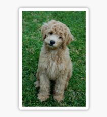 Labradoodle: Stickers | Redbubble