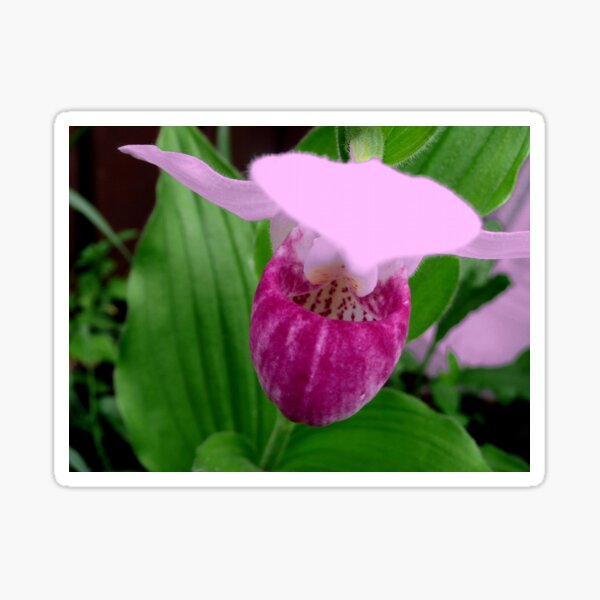 "Pink Ladyslipper" Sticker for Sale by umpa1 | Redbubble