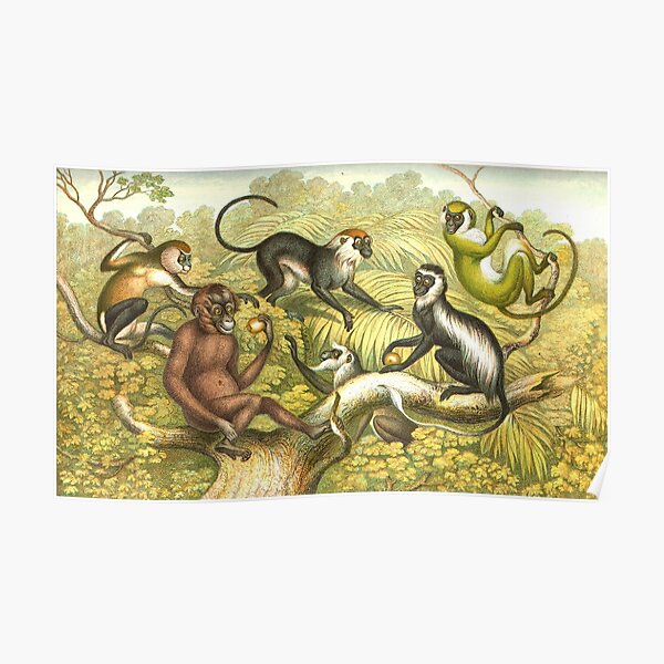 "Primate types Circa 1874" Poster for Sale by artfromthepast | Redbubble