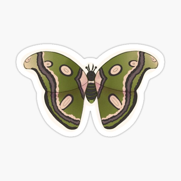 "aromantic pride moth" Sticker for Sale by raindropdoodles | Redbubble