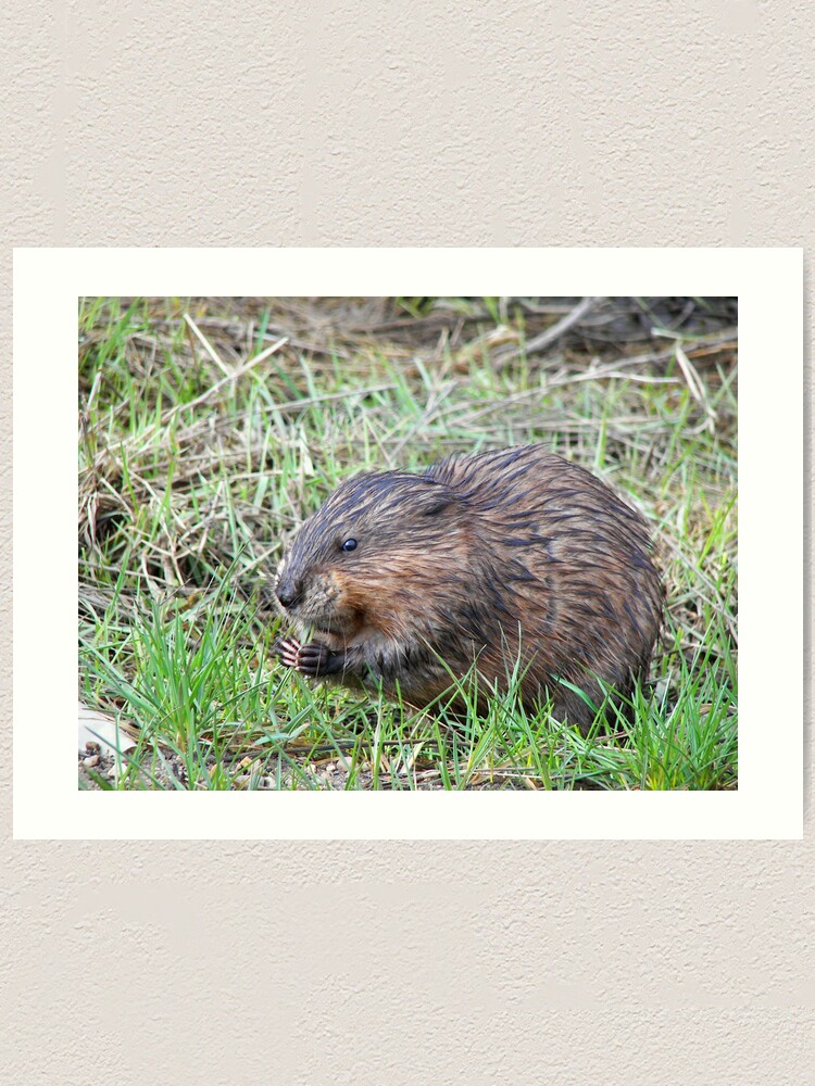 "Muskrat Love" Art Print for Sale by 14ktgold | Redbubble