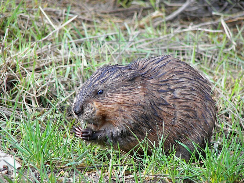 "Muskrat Love" by Maria Dryfhout | Redbubble