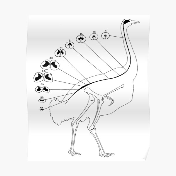 Póster «Ostrich Spine Anatomical Bird Science Illustration» de encyclo ...