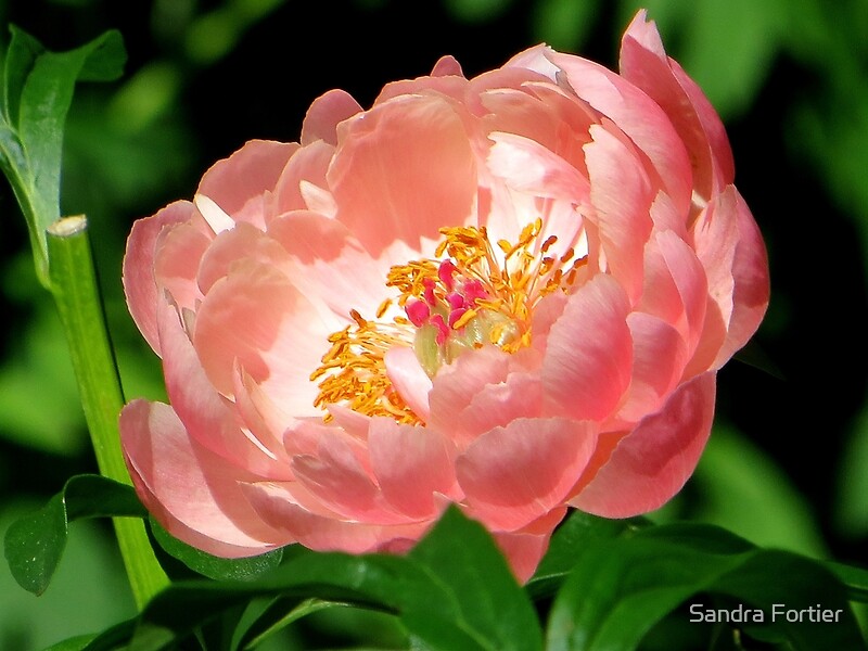"Dive Into My Soul" by Sandra Fortier | Redbubble