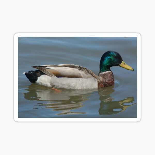 "Mallard Duck Drake" Sticker by Merrimon | Redbubble