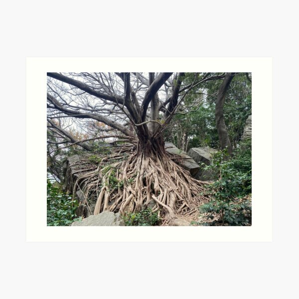 "アコウの木 Ficus Subpisocarpa Ganep tree in Japan" Art Print for Sale by ...