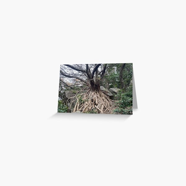 "アコウの木 Ficus Subpisocarpa Ganep tree in Japan" Greeting Card by ...