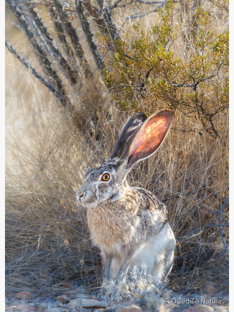 "Can You Hear the Sun Set?" Sticker for Sale by owedtonature | Redbubble