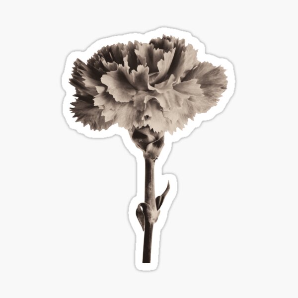 "Antique Carnation" Sticker by sadler2121 | Redbubble