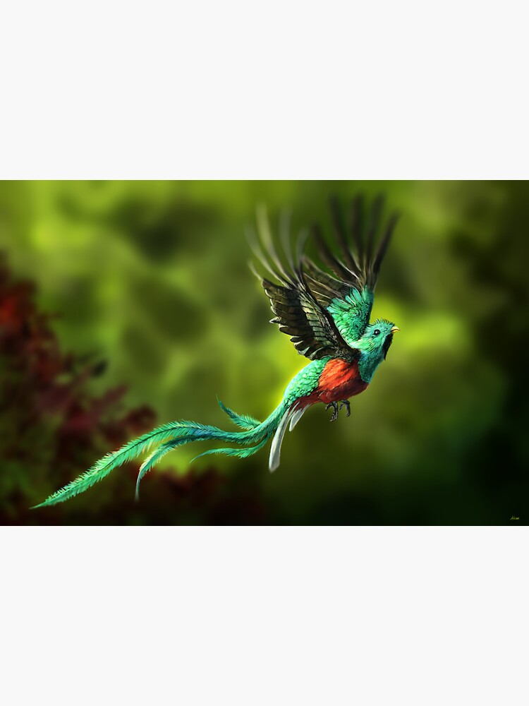 "Peace - Resplendent Quetzal" Sticker by alandodrawing | Redbubble