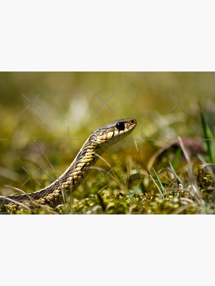 "Garter Snake Close Up" Sticker for Sale by rollosphotos | Redbubble