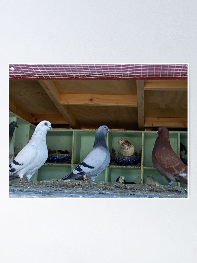 "Pigeons " Poster for Sale by BOBBYBABE | Redbubble