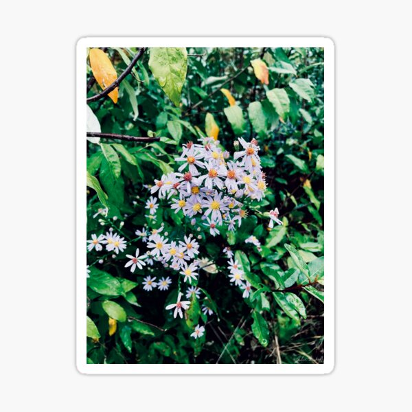 "Wild flower : smooth blue aster " Sticker by Death-byart | Redbubble