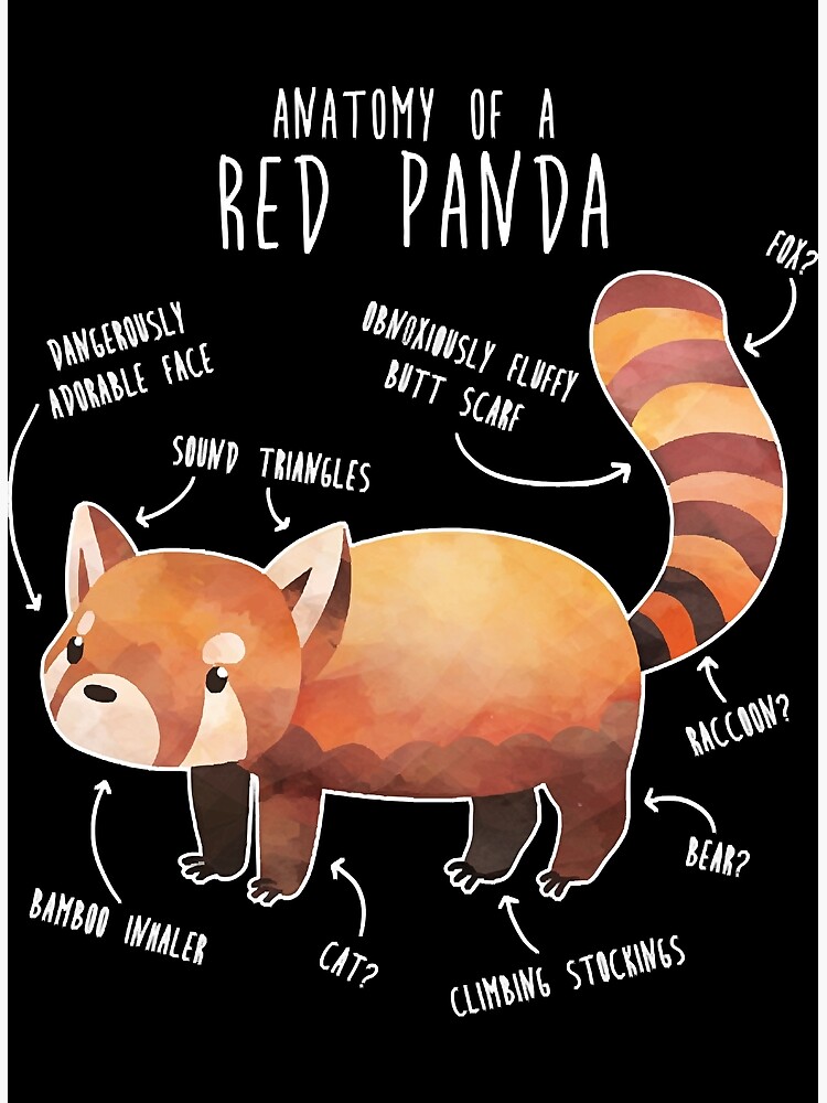 "Red Panda Anatomy " Poster for Sale by RichardPa43080 | Redbubble
