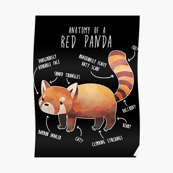 "Red Panda Anatomy " Poster for Sale by RichardPa43080 | Redbubble