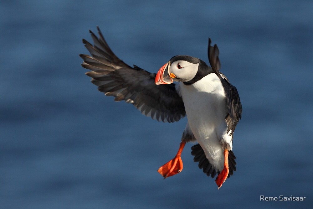 "Puffin in flight" by Remo Savisaar | Redbubble