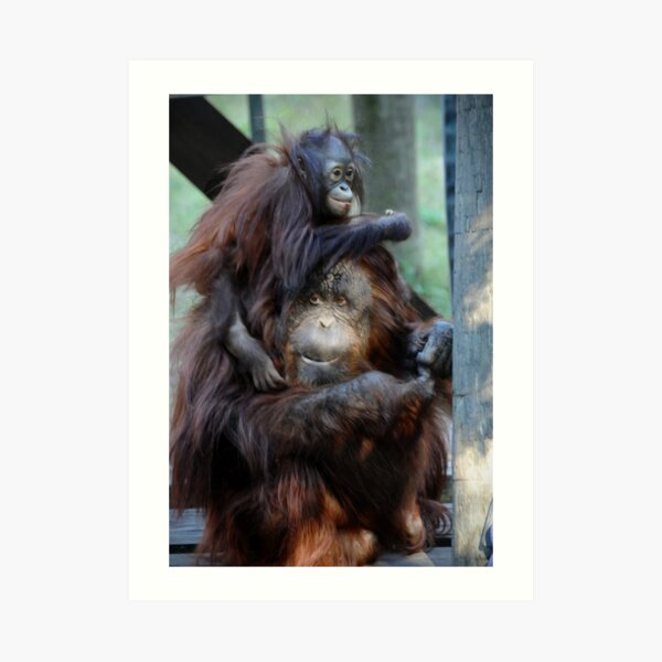 "Orangutan Mom and Baby " Art Print by venny | Redbubble