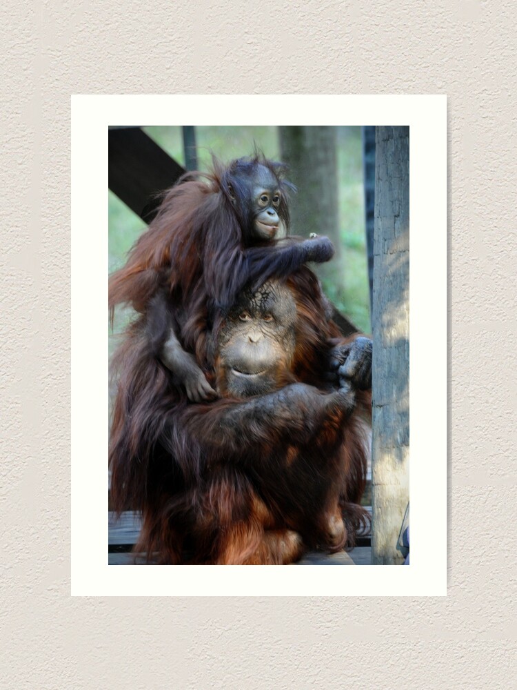 "Orangutan Mom and Baby " Art Print by venny | Redbubble