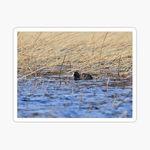"The colors of the day. Eurasian coot" Sticker for Sale by JoukoKLehto ...