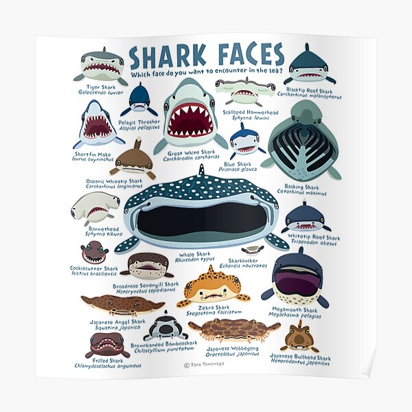 "shark faces" Poster for Sale by theconservativ | Redbubble