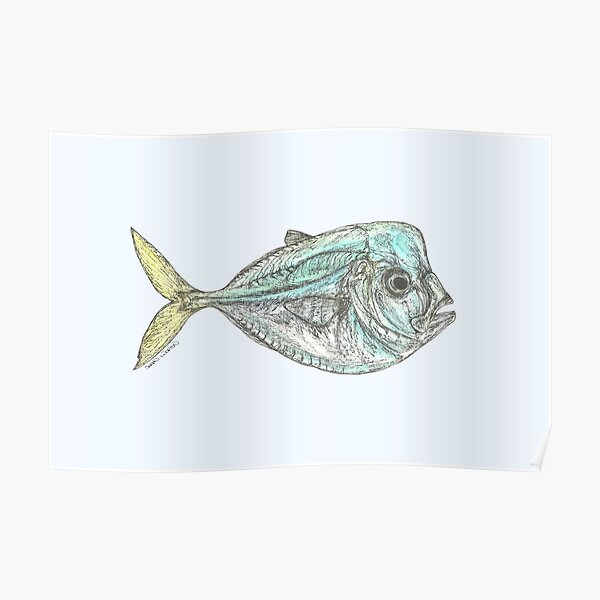 "Atlantic Moonfish" Poster for Sale by SerenSketches | Redbubble