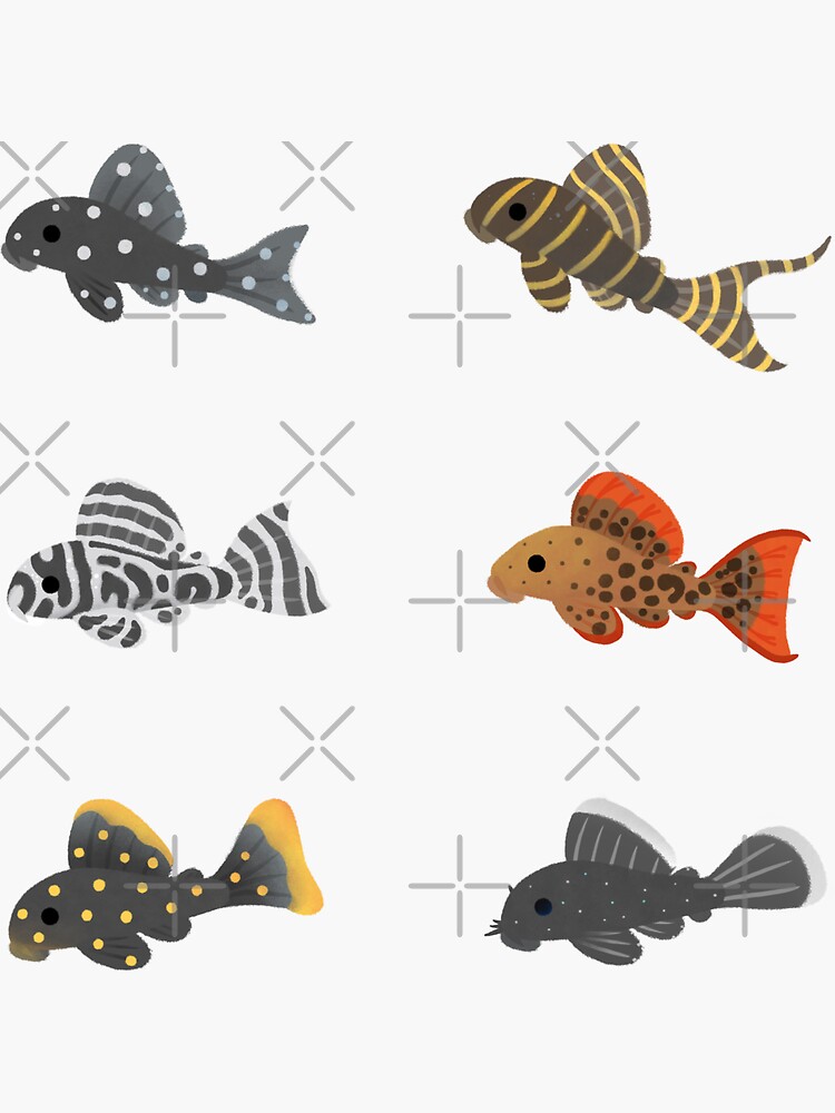 "Pleco!" Sticker for Sale by pikaole | Redbubble