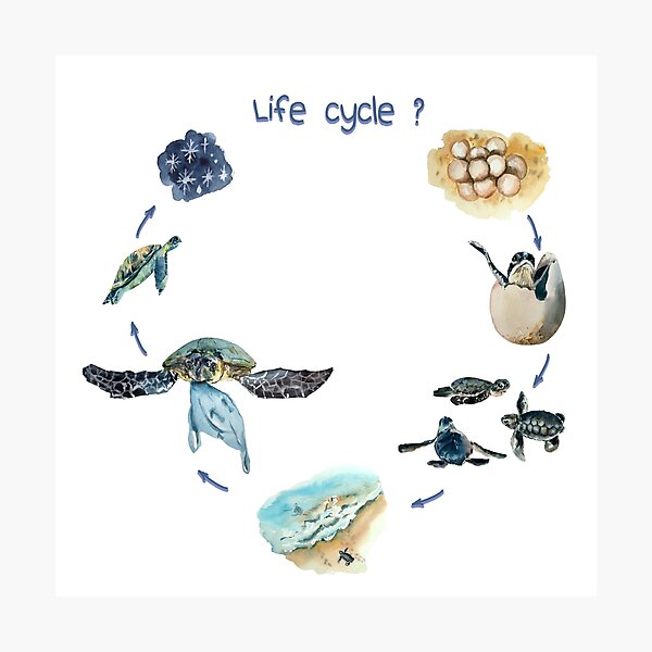 Lámina fotográfica «ciclo de vida de las tortugas marinas» de ...
