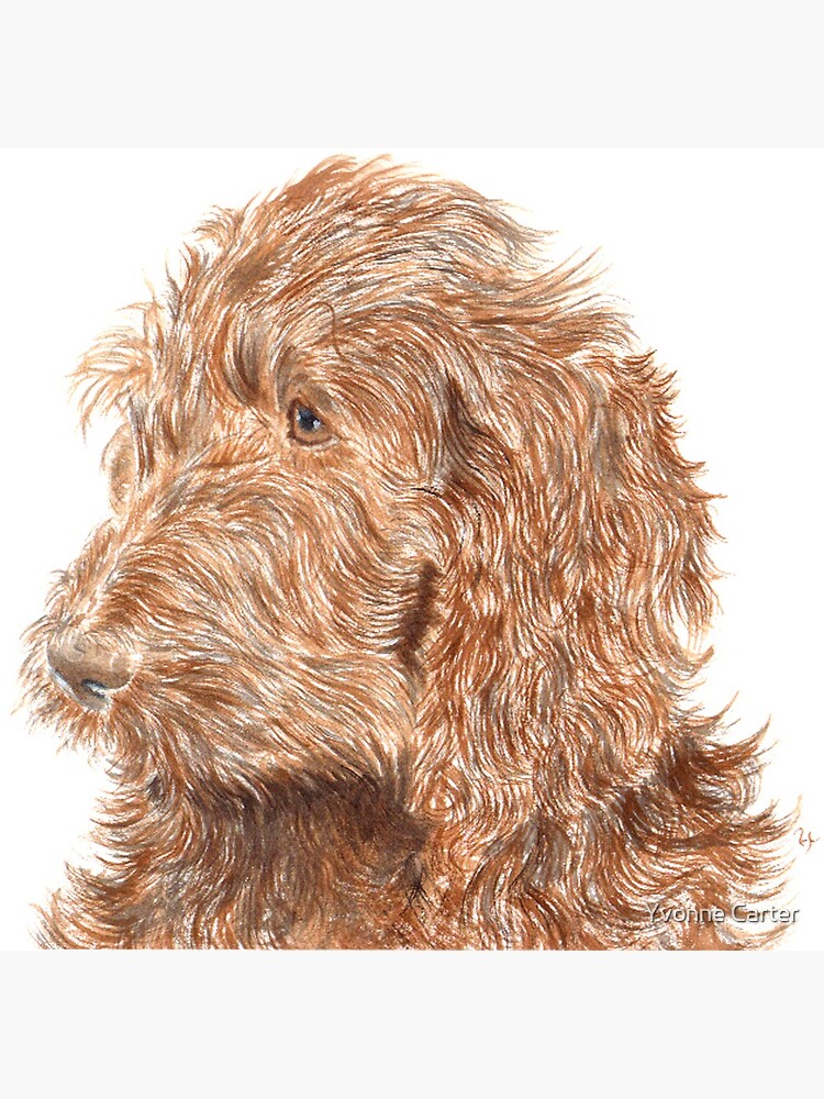 "Chocolate Labradoodle" Art Print by Skosty75 | Redbubble