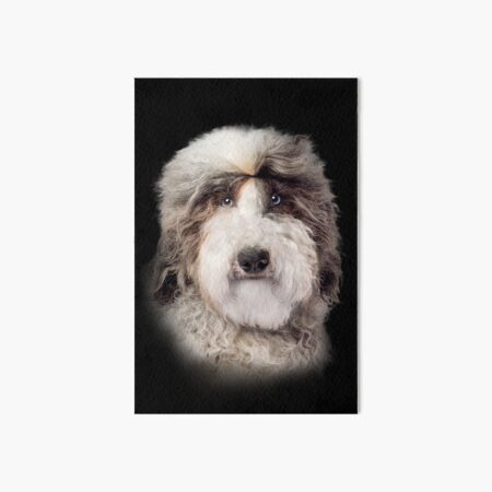 "sheepadoodle" Art Board Print for Sale by Davidpy | Redbubble