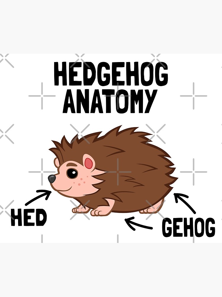 "Hedgehog Anatomy" Poster for Sale by vladans2 | Redbubble