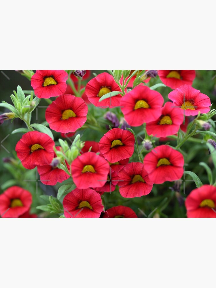 "Calibrachoa Deep Red Wescacherryno Pretty Flowers" Poster for Sale by ...