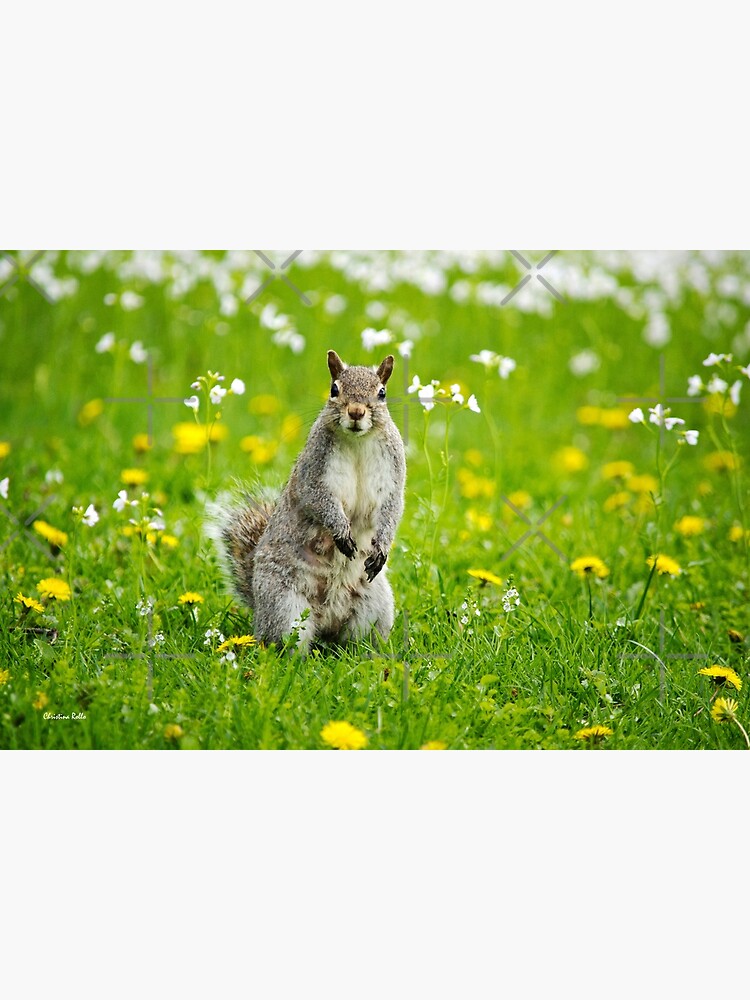"Spring Squirrel" Art Print for Sale by rollosphotos | Redbubble