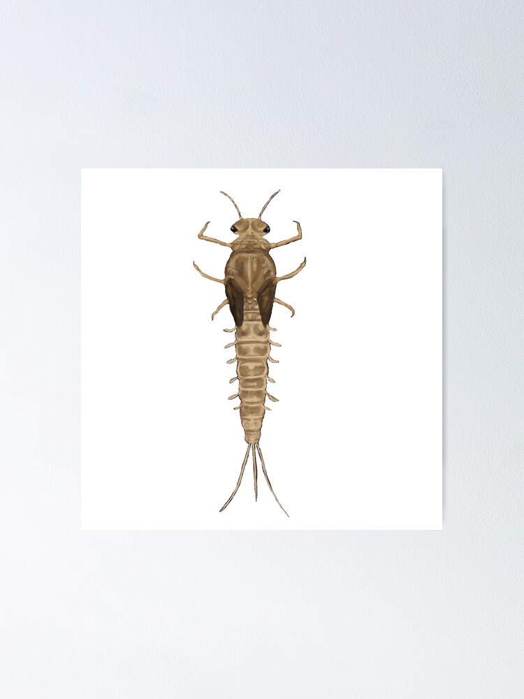 "Mayfly larvae" Poster for Sale by DanteBreso | Redbubble